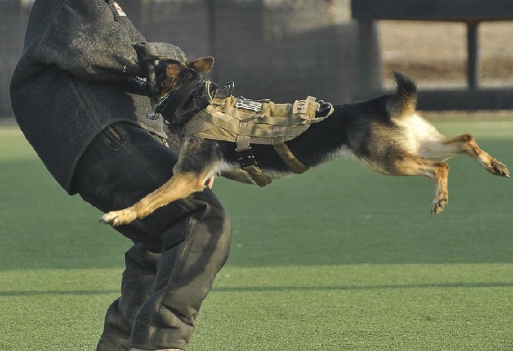 Dog Bite Laws Pisanchyn Law Firm
